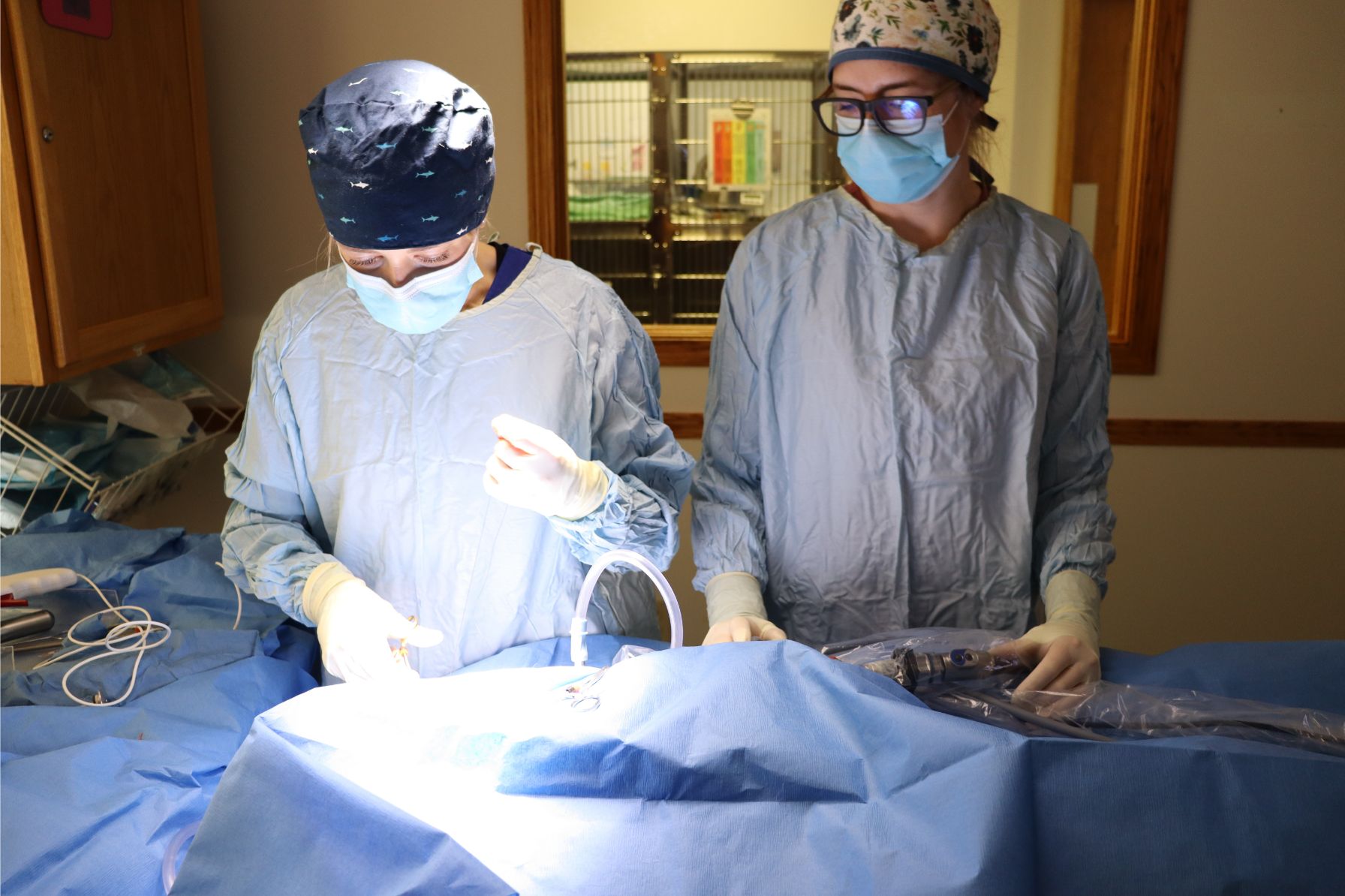 Surgery | Hallett Veterinary Hospital