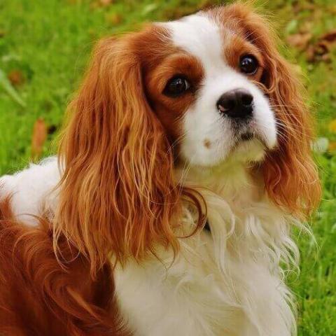 Cavalier King Charles Spaniel Lab Mix